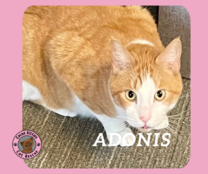 Adonis – Cocoa Kitties